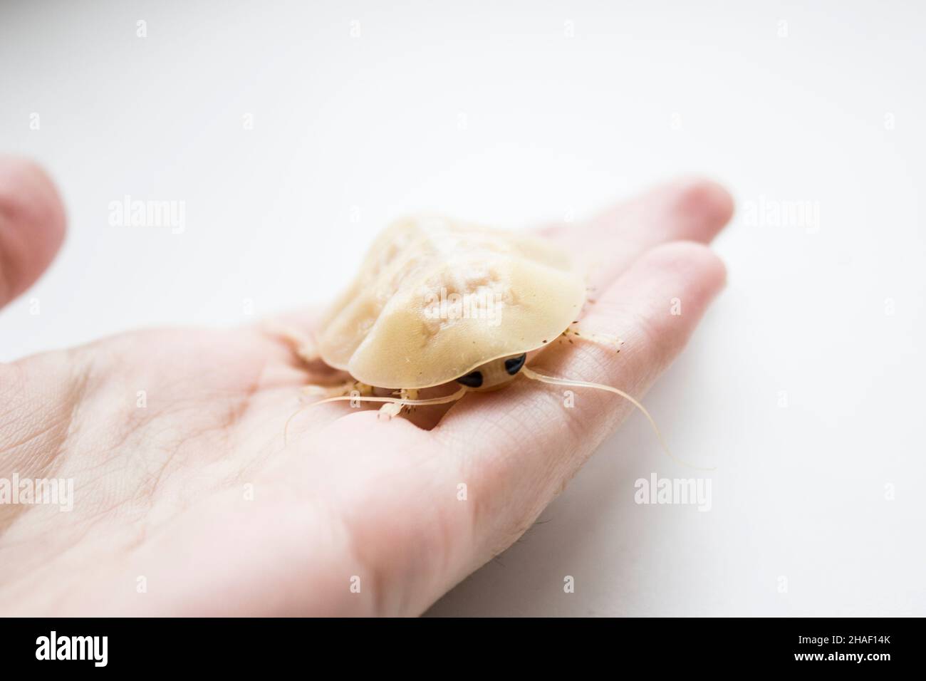 Archimandrita tesselata is one of the species of South American ...