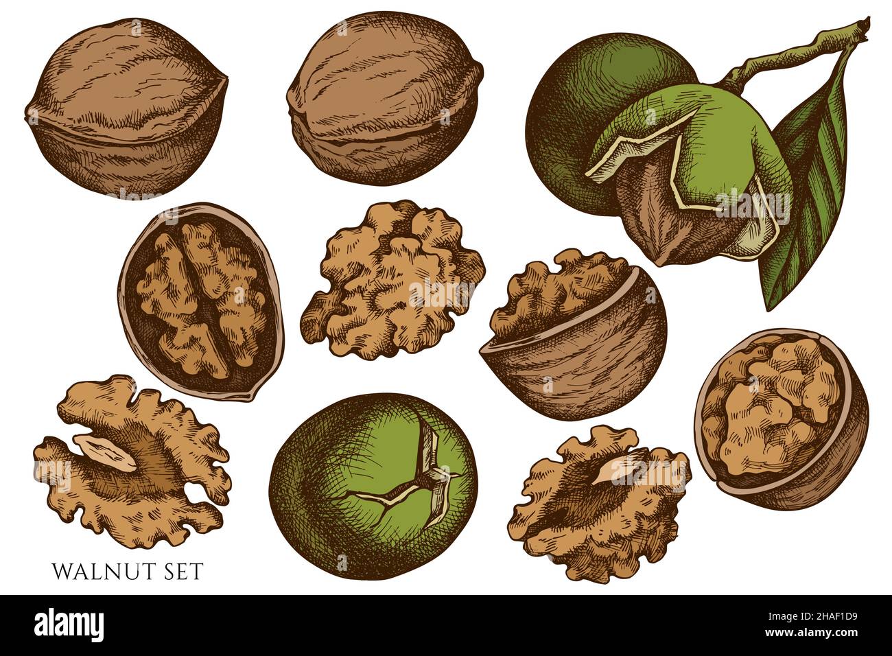 Vector set of hand drawn colored walnut Stock Vector Image & Art - Alamy