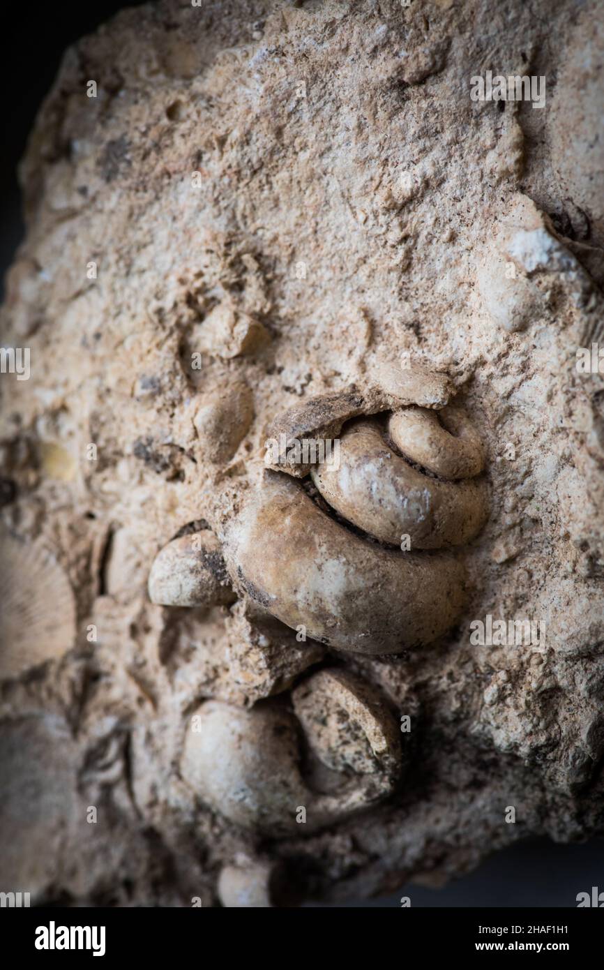 Fossil shell sandstone hi-res stock photography and images - Alamy