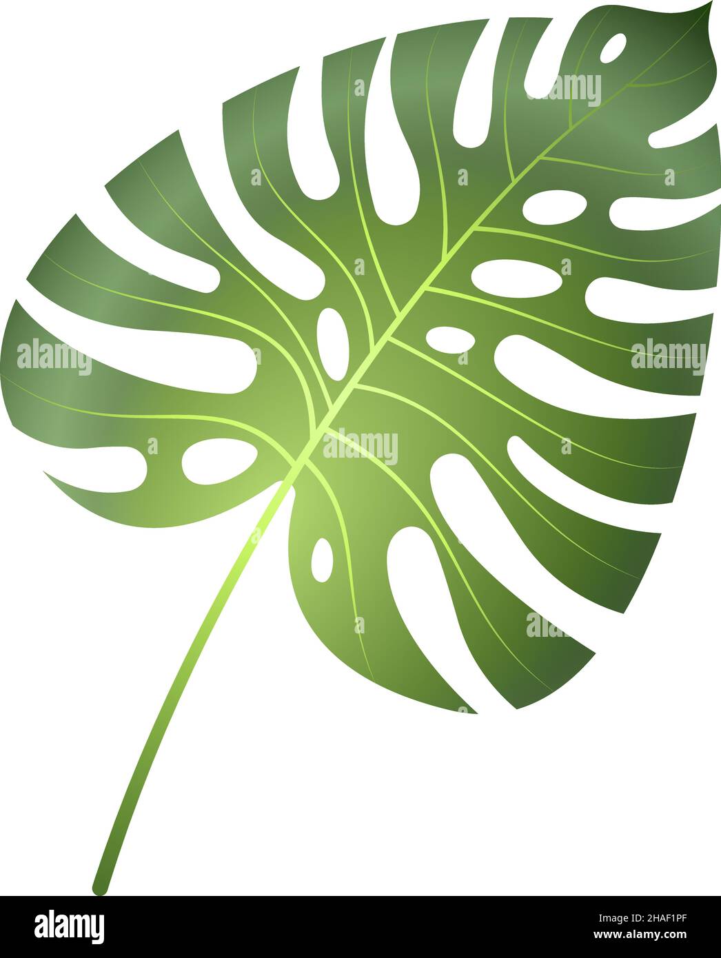 Monstera leaf icon. Tropical forest plant. Jungle palm Stock Vector ...