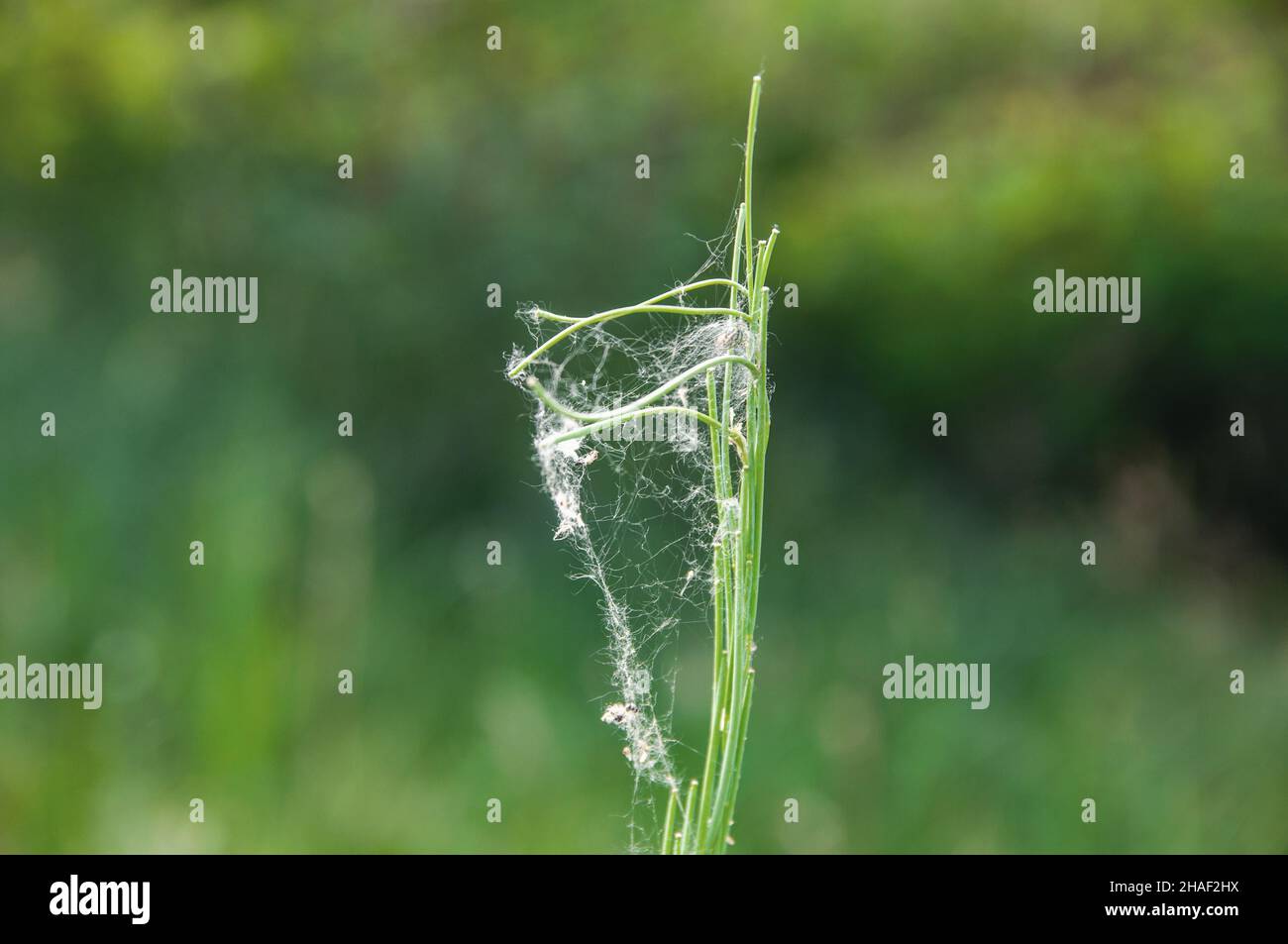 green plant in a cobweb on a background of greenery in the meadow Stock ...