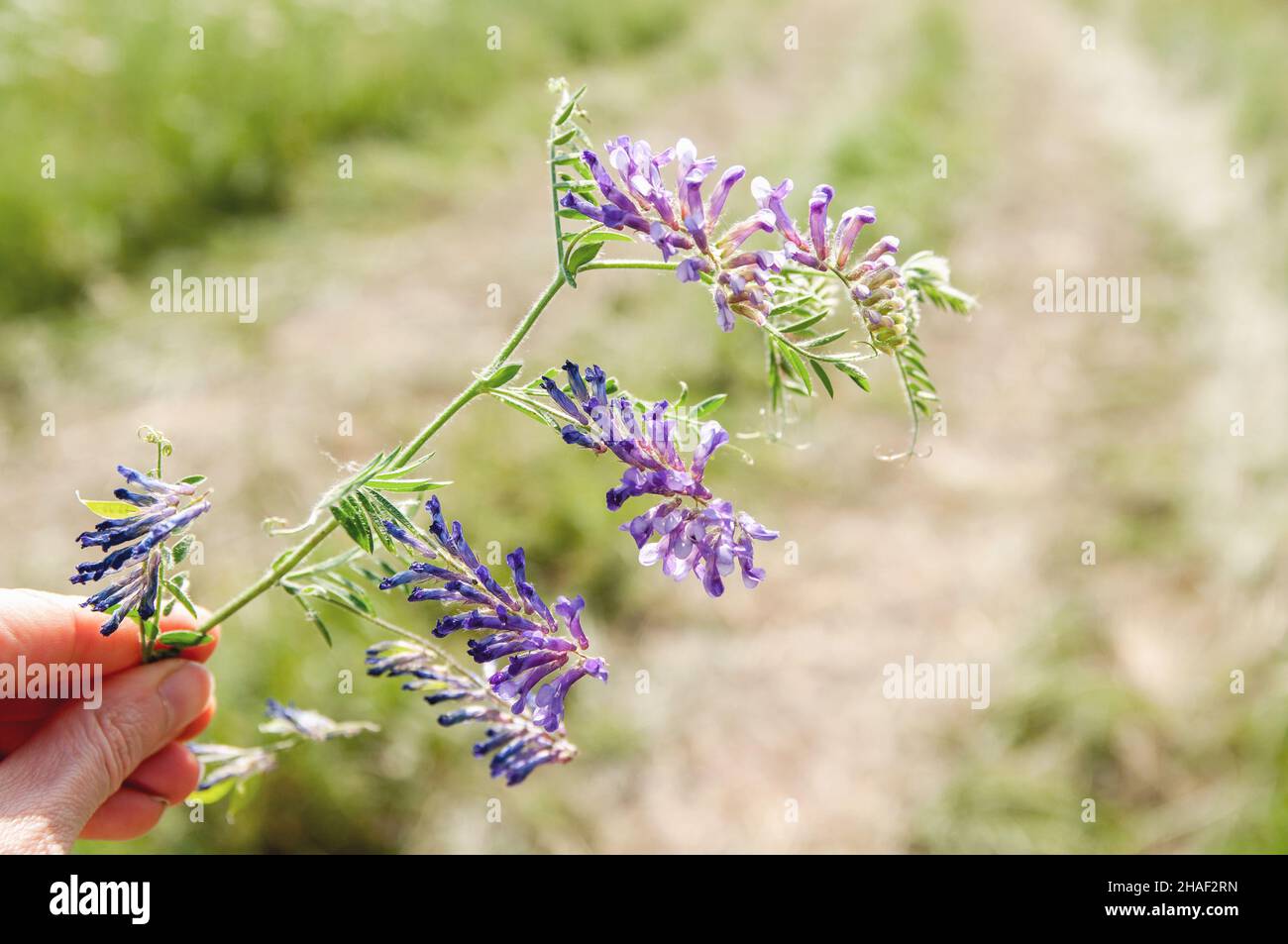 Purple Wildflowers Identification