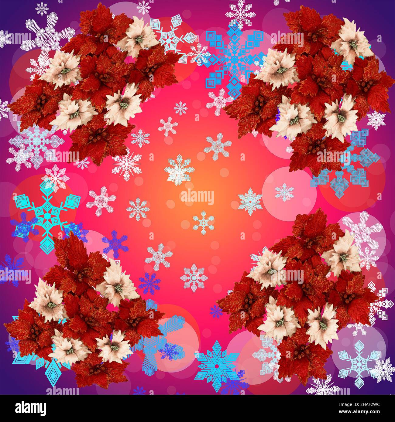 New Year's pattern. Composition of pink and red Christmas flowers. A ...