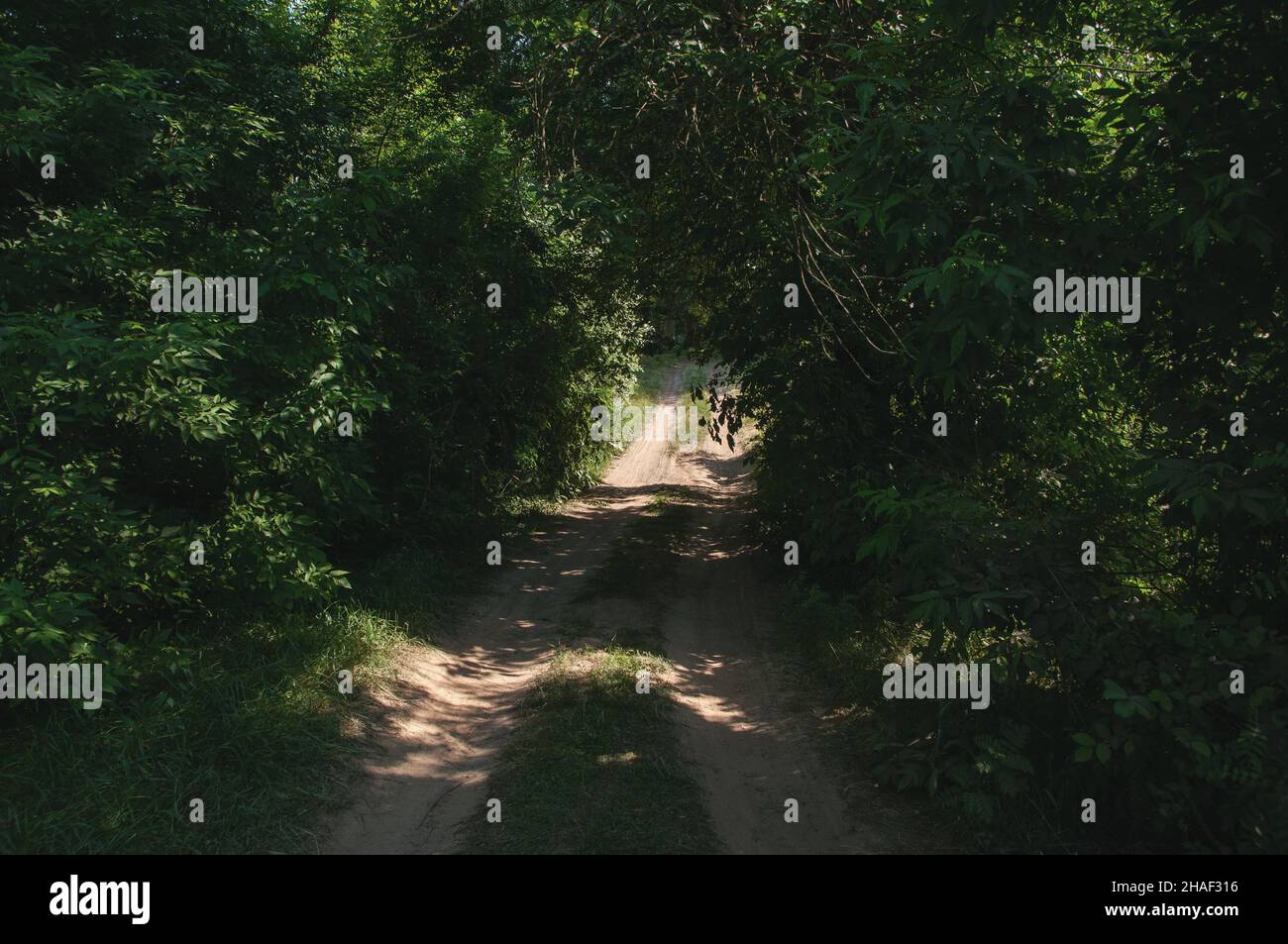 forest path on both sides of the tree through which sunlight passes ...