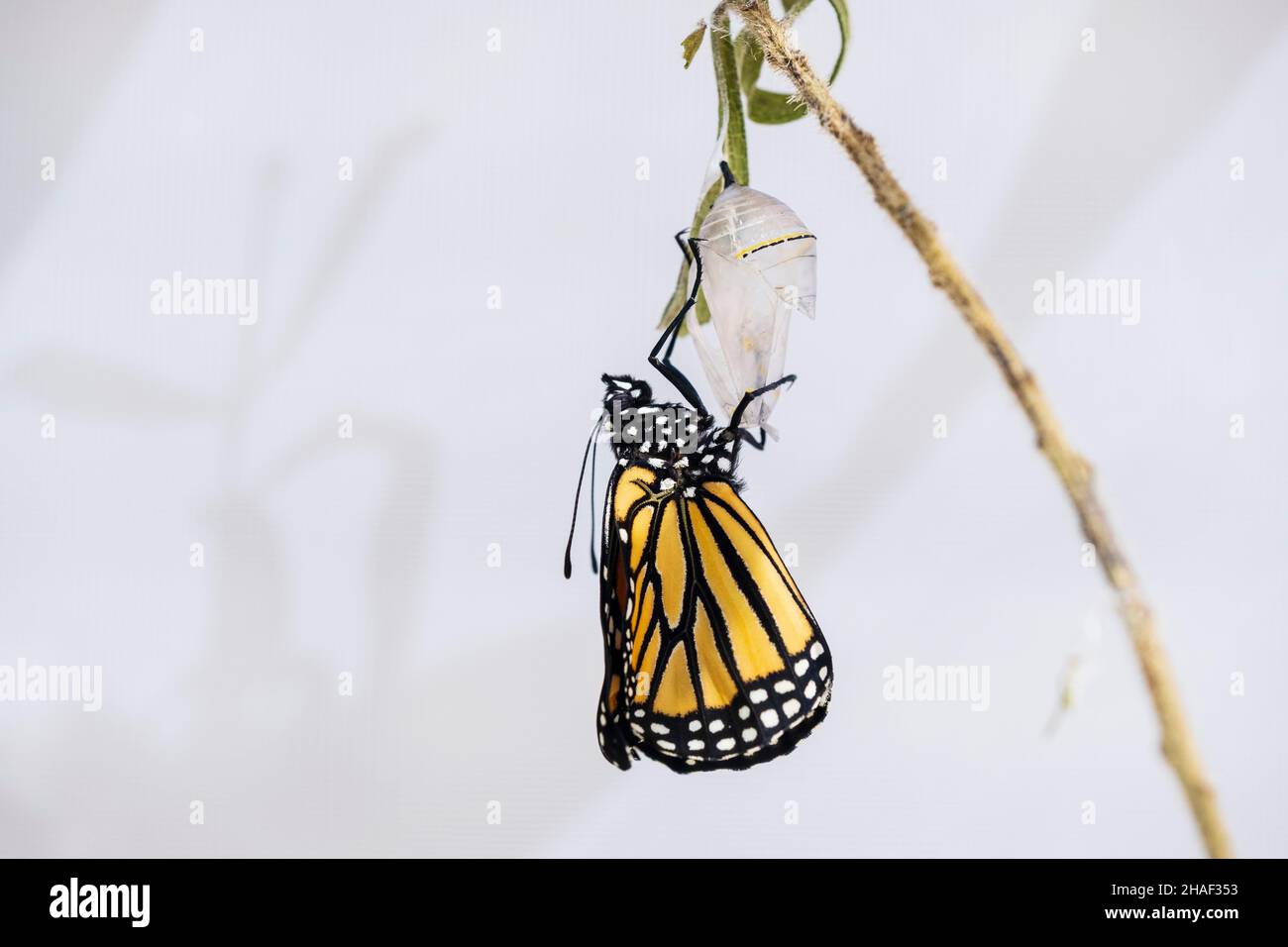 Newly emerged Monarch butterfly, Danaus plexippus,with wet crumpled ...