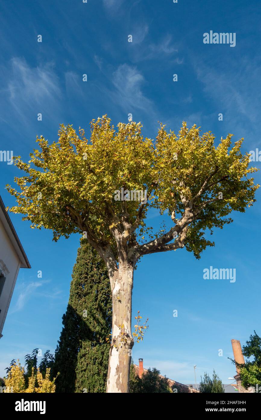 Maple tree in village square Stock Photo - Alamy