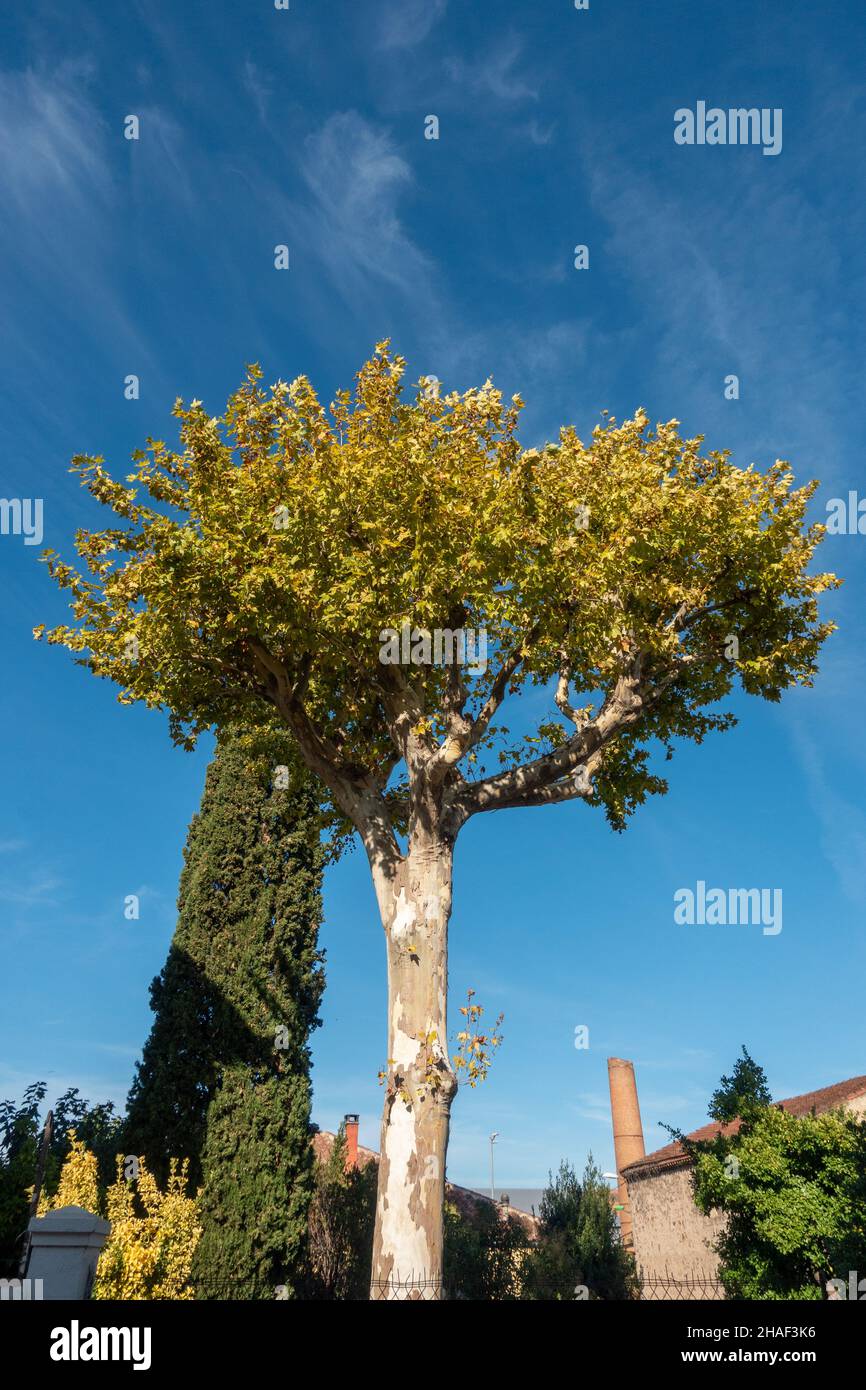 Maple tree in village square Stock Photo - Alamy