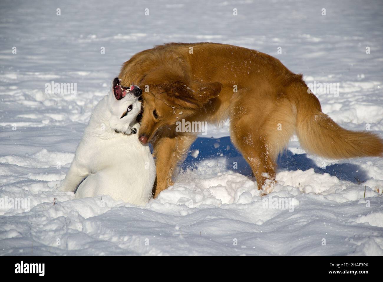 two dogs playing in the snow Stock Photo - Alamy