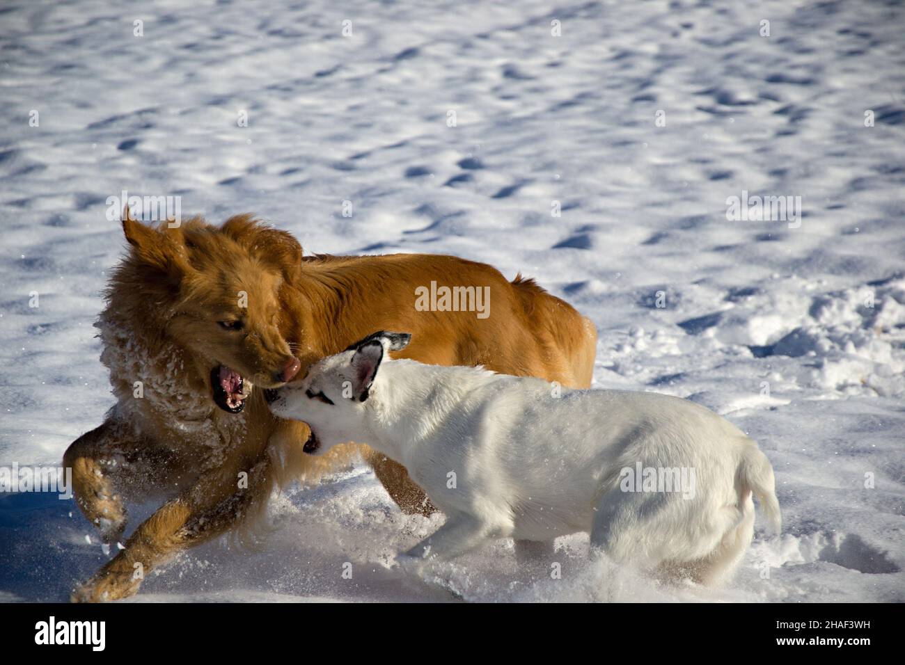 two dogs playing in the snow Stock Photo - Alamy