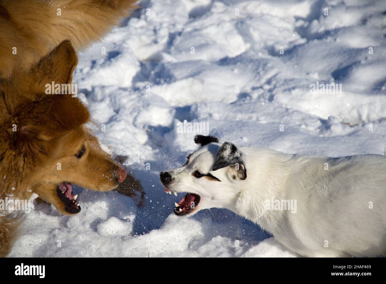 two dogs playing in the snow Stock Photo - Alamy