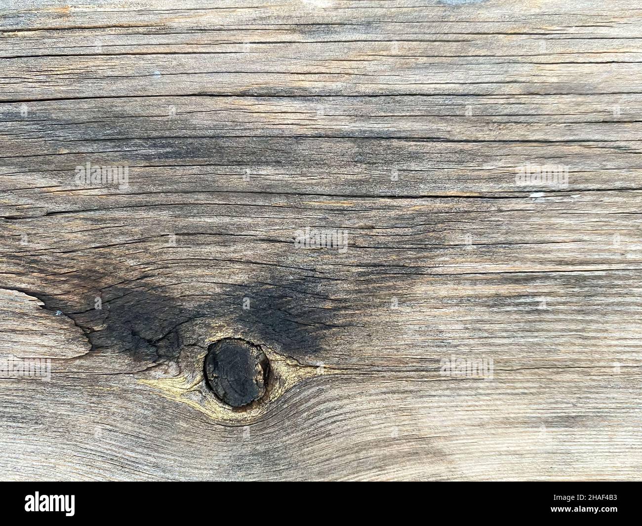 A view of the inside of a felled trees. a tree stump section Stock ...
