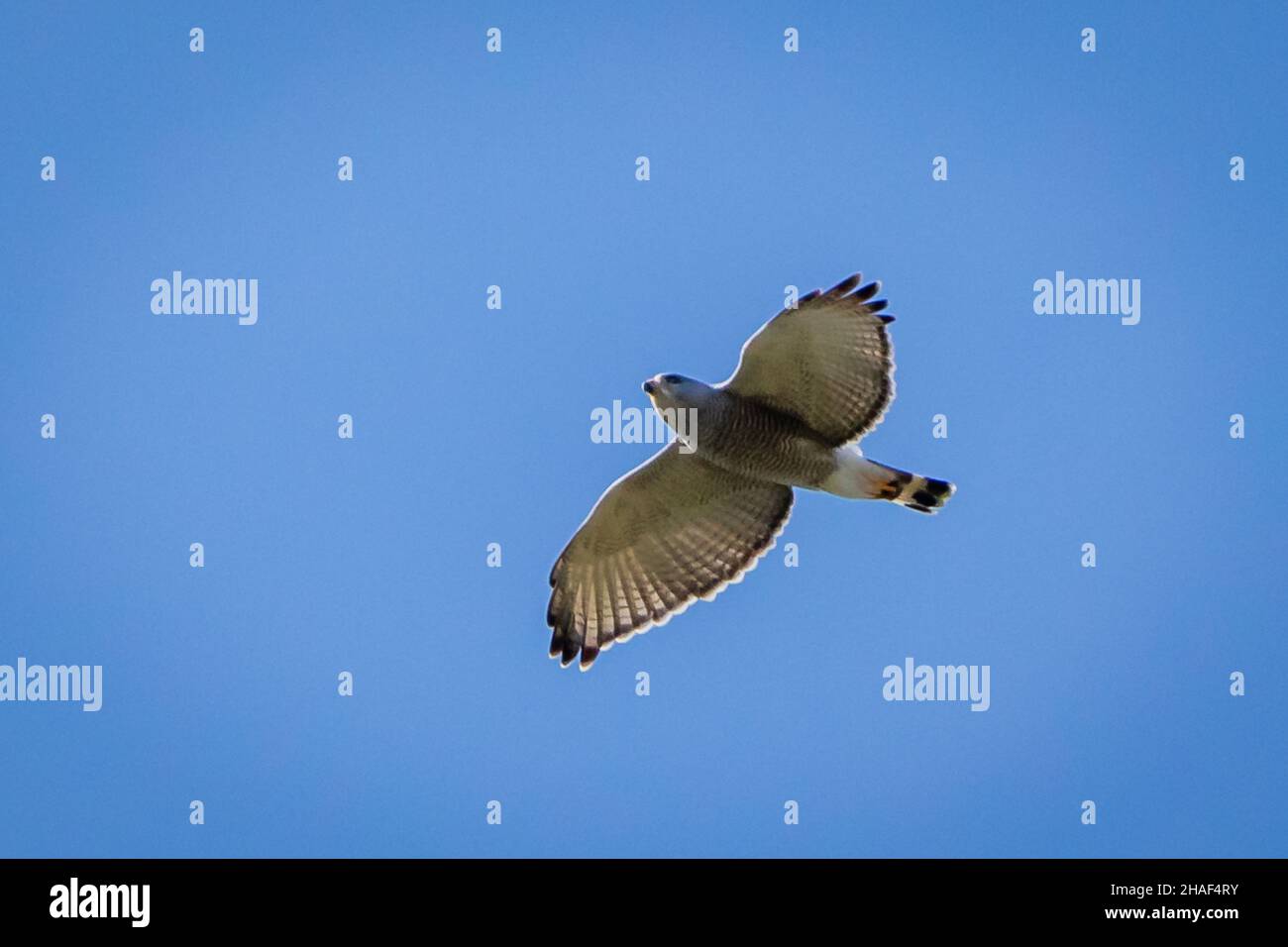 Gray Hawk in flight Stock Photo - Alamy