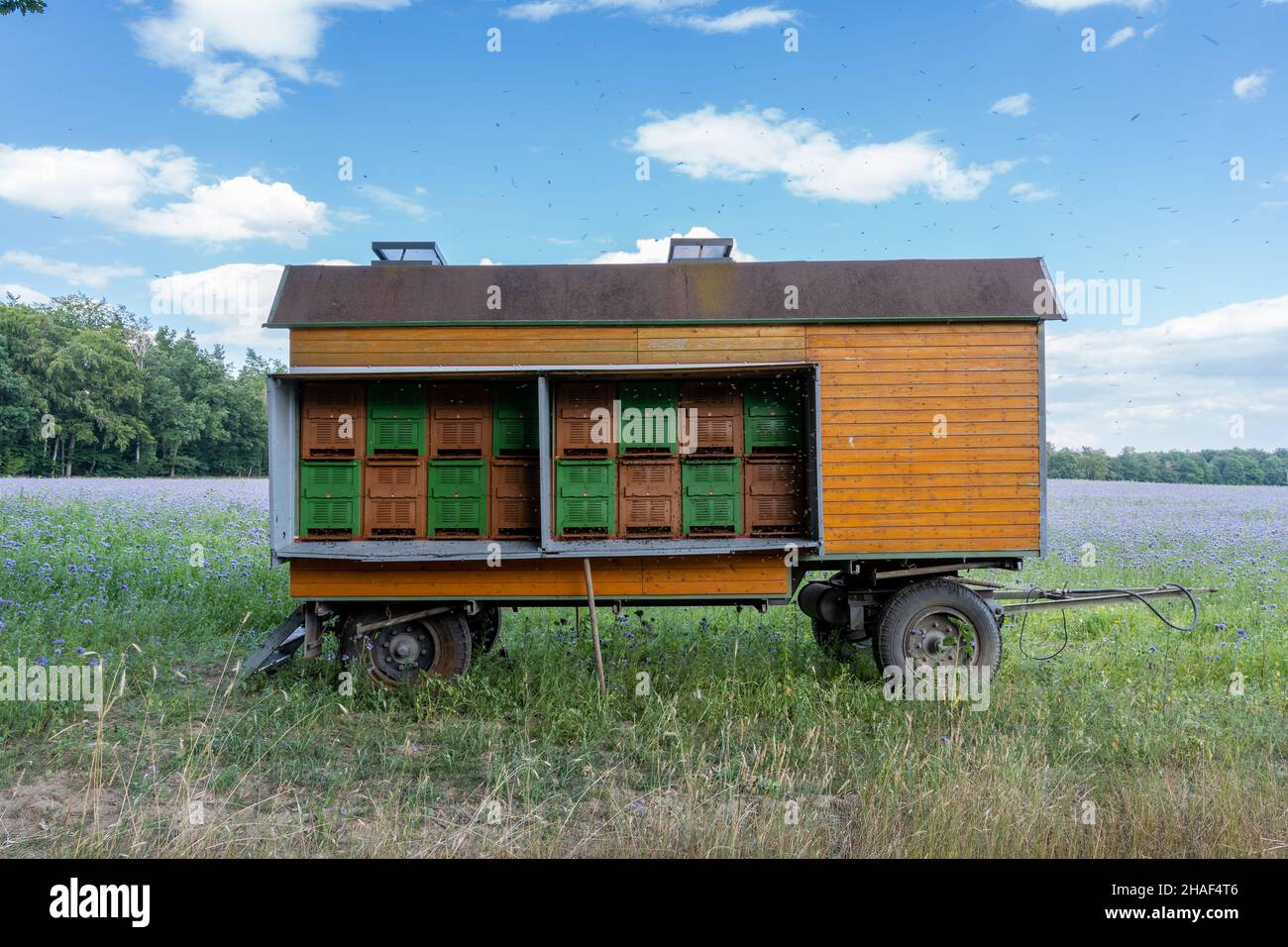wooden trailer for beehives at a blooming Phacelia field Stock Photo ...