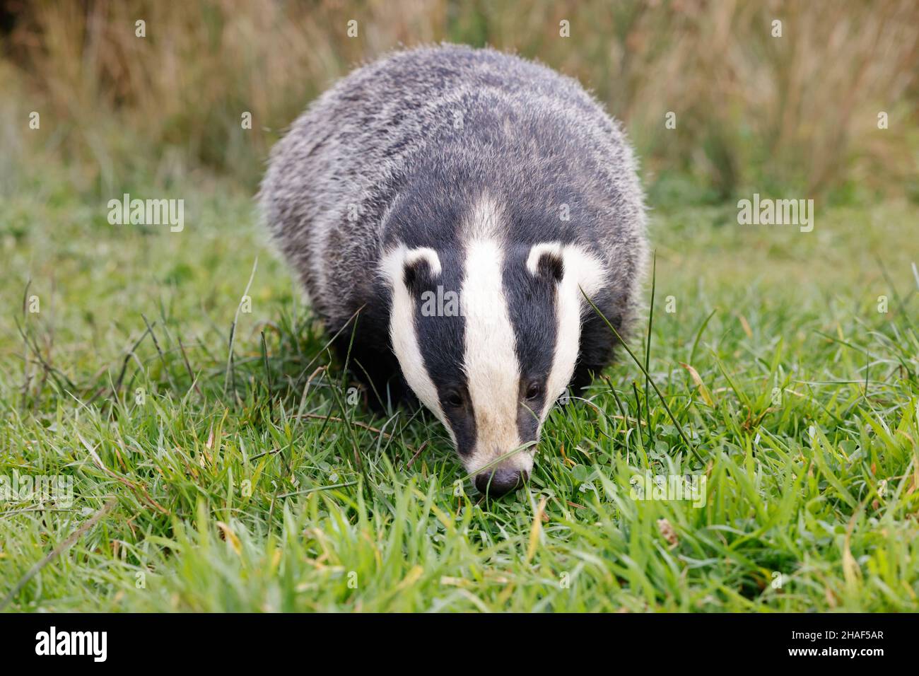 Common badger hi-res stock photography and images - Alamy