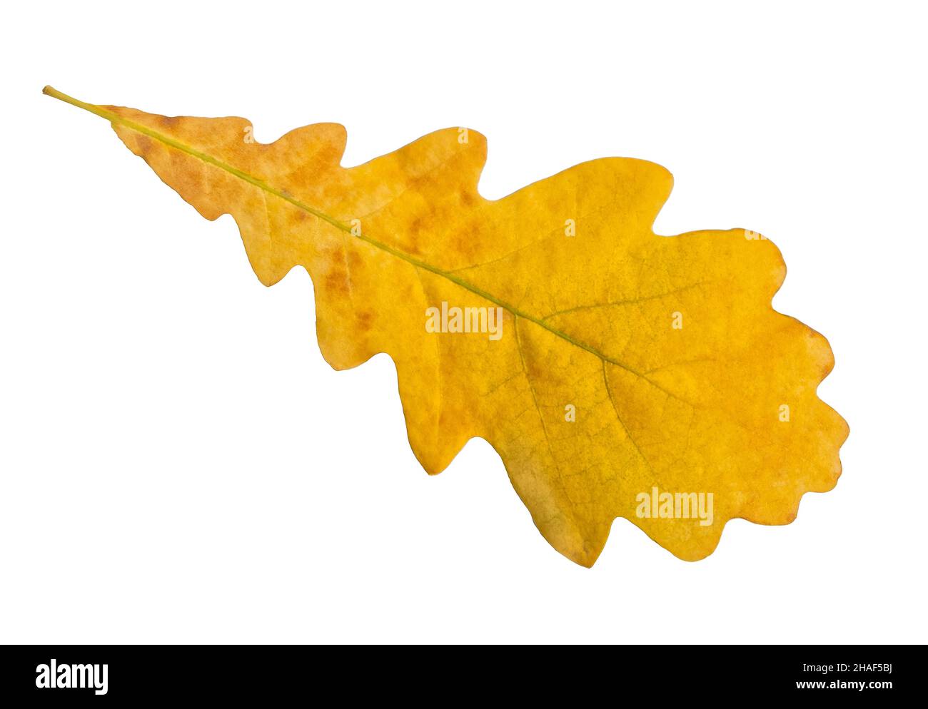 Single autumn oak leaf on white background Stock Photo - Alamy