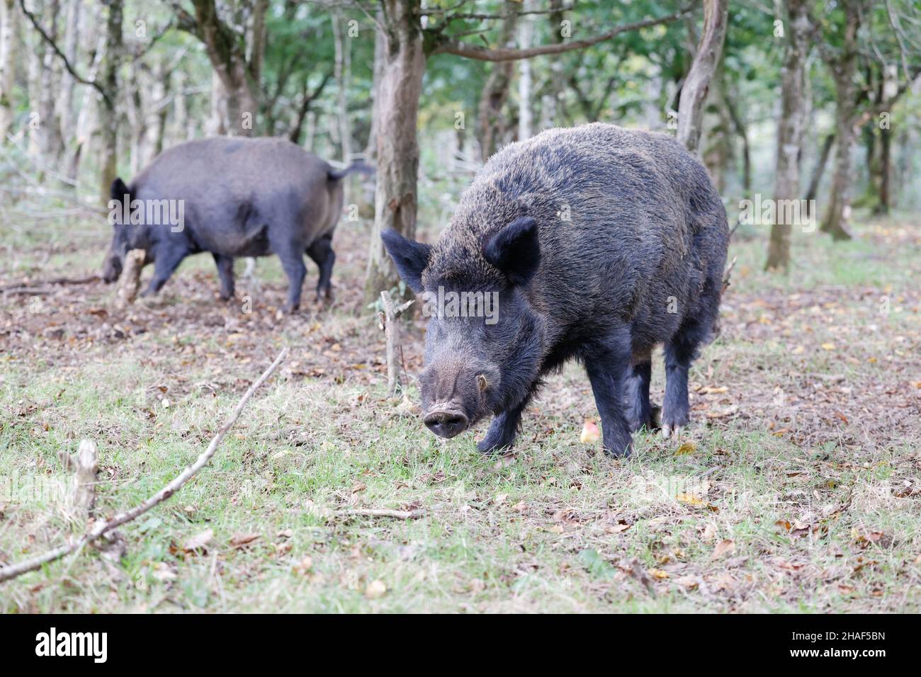 Hunt boars hi-res stock photography and images - Alamy