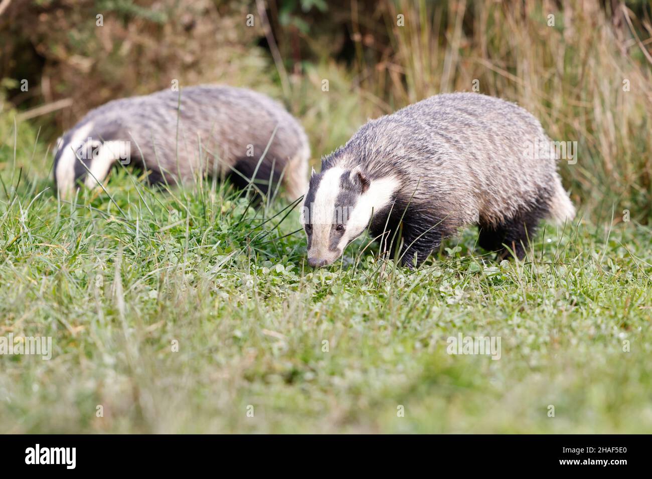 Beautiful badgers hi-res stock photography and images - Alamy