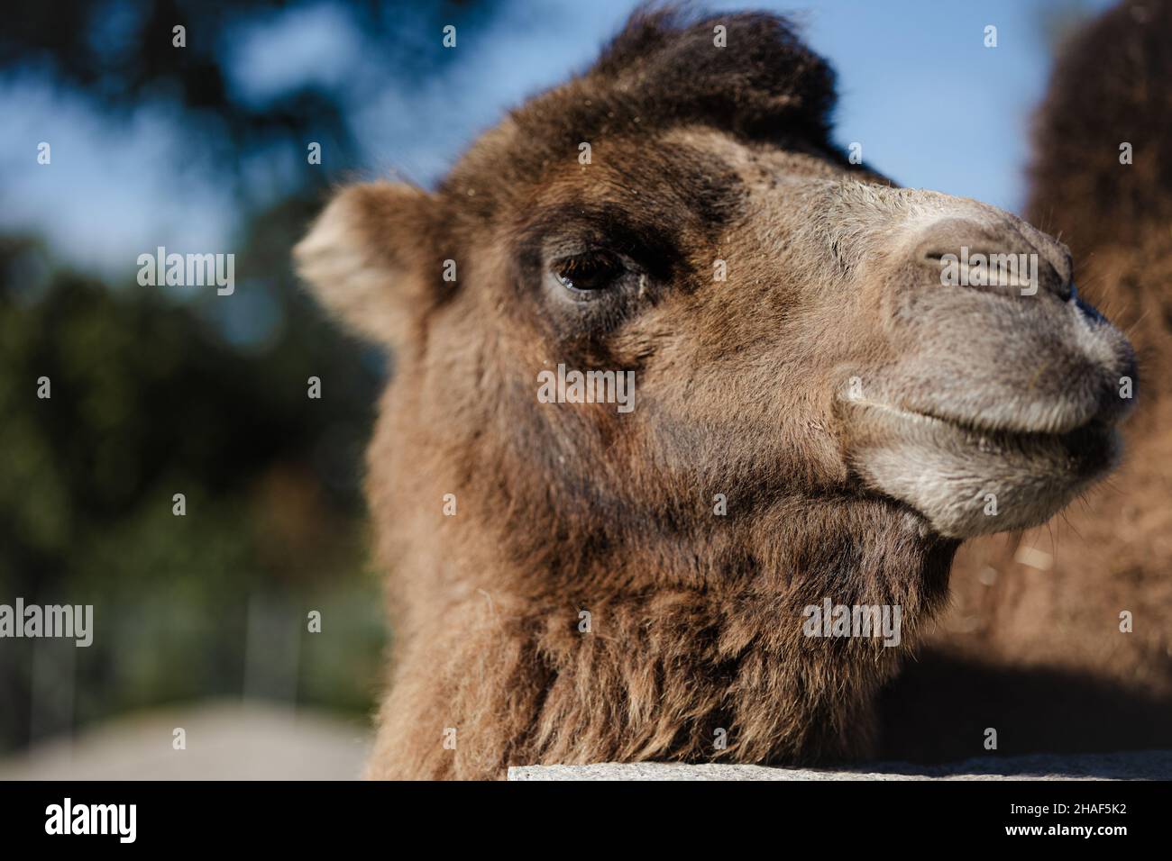 A portrait of a cute camel in a zoo under the sunlight with a blurry ...