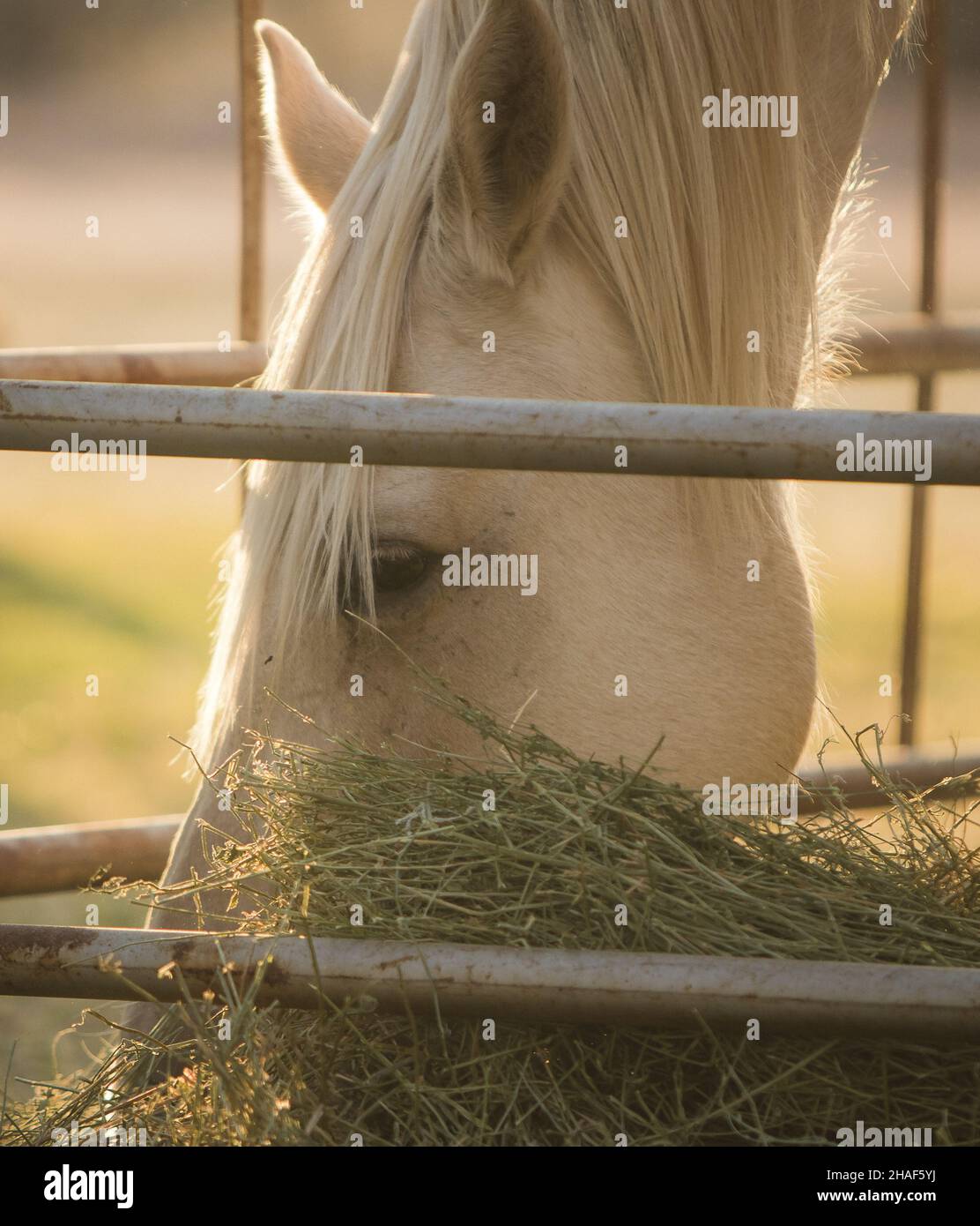 Cute iron gate hi-res stock photography and images - Alamy