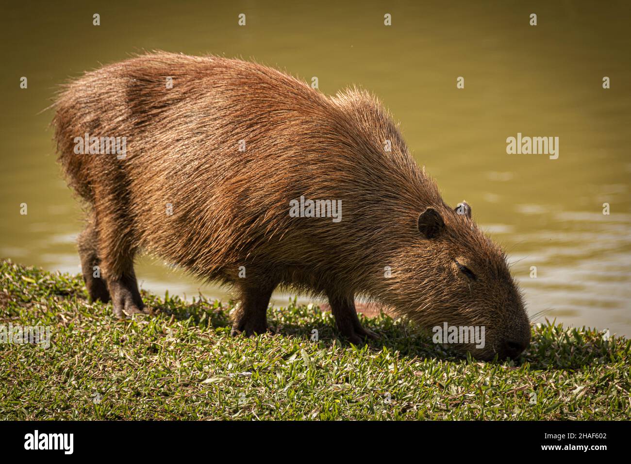 A closeup of a cute Capybara by the lake Stock Photo - Alamy