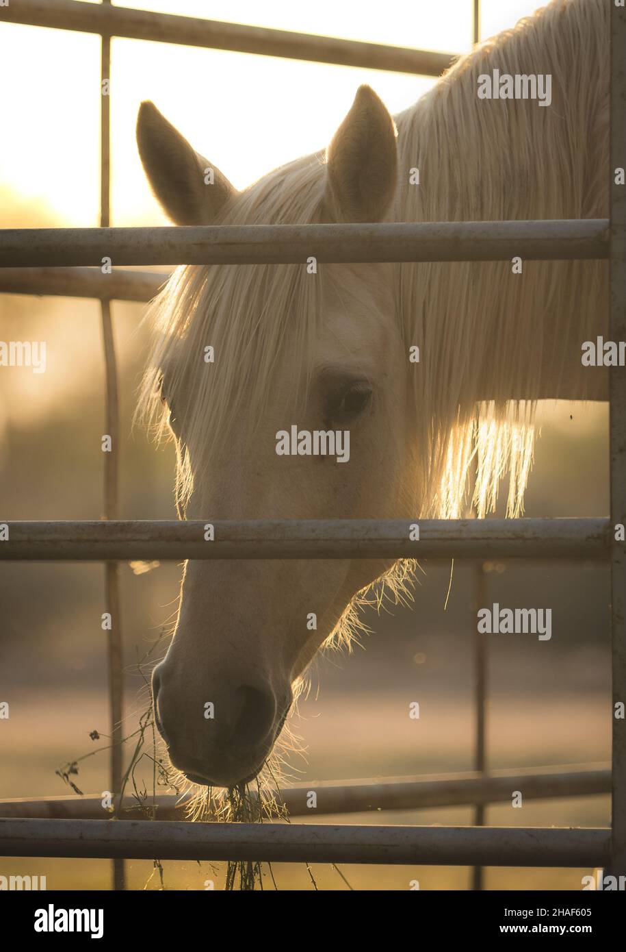 Cute iron gate hi-res stock photography and images - Alamy