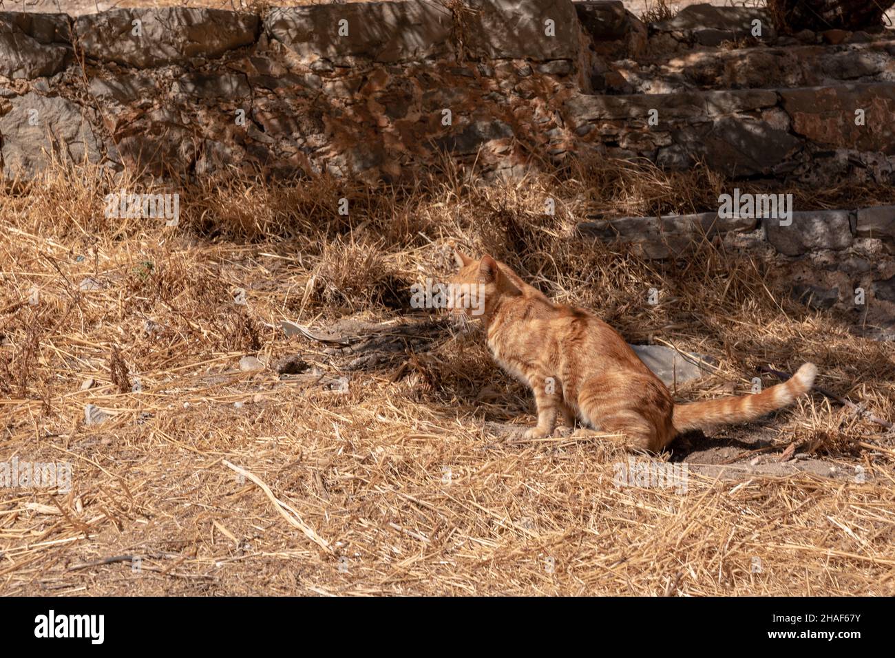 Ginger cat hunting hi-res stock photography and images - Alamy