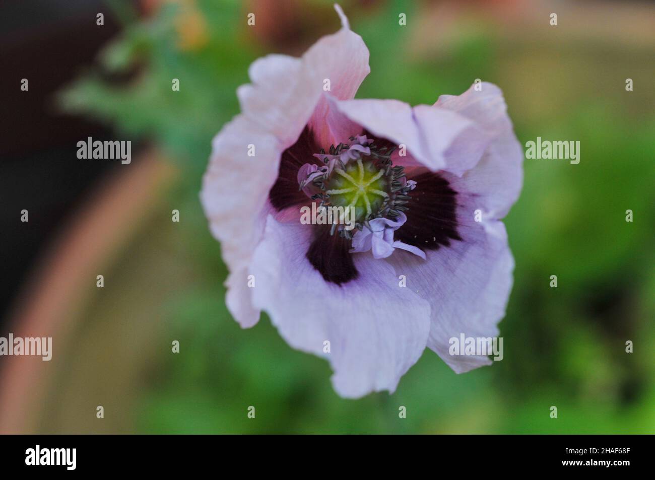 A pink papaver flower bloomed in a garden Stock Photo - Alamy