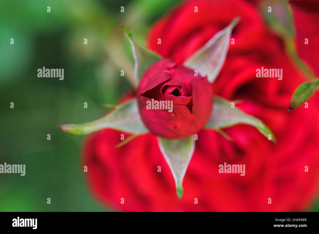 A top view of a red rose flower i8n a garden Stock Photo - Alamy