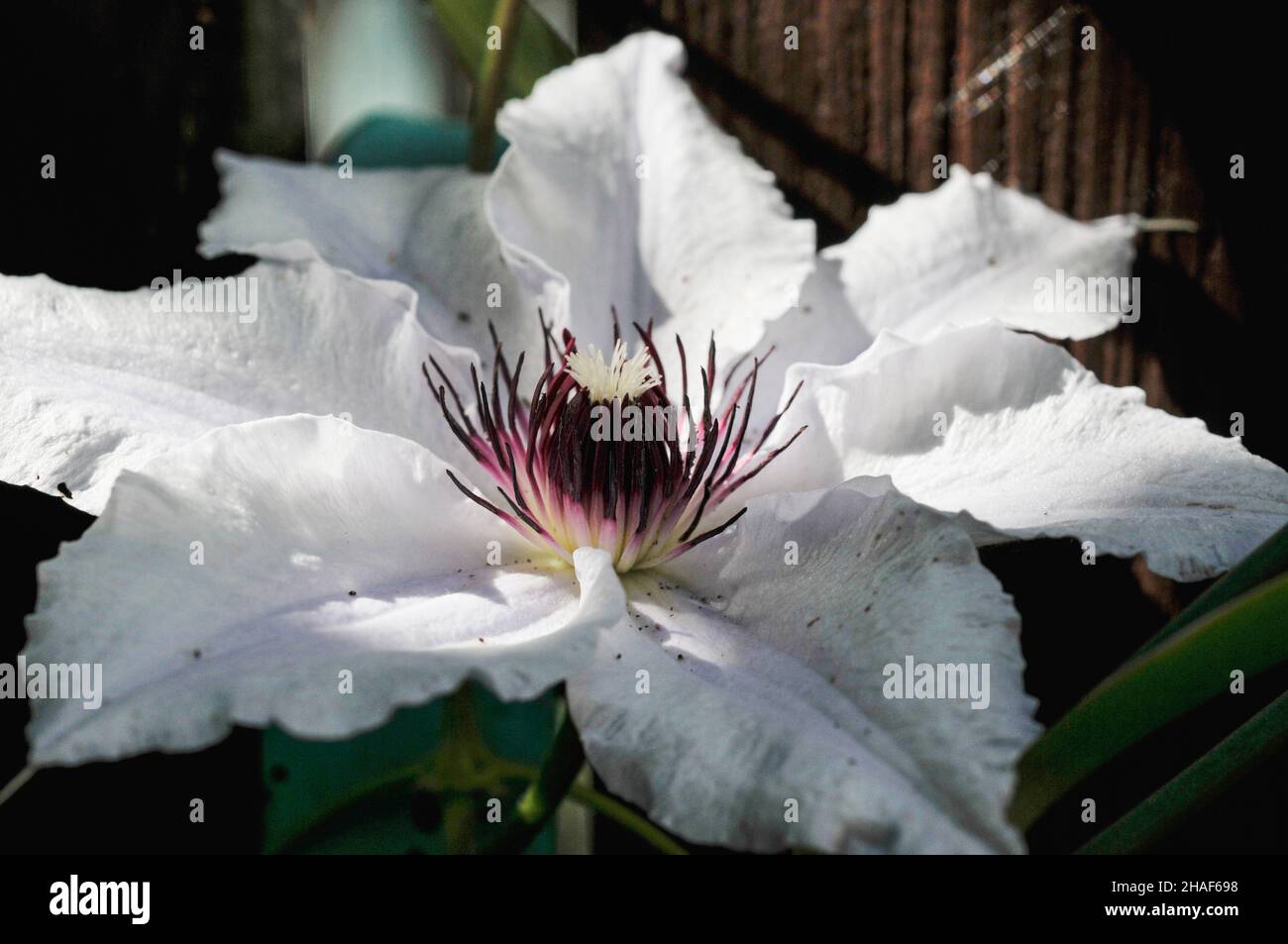 Clematis snow queen hi-res stock photography and images - Alamy