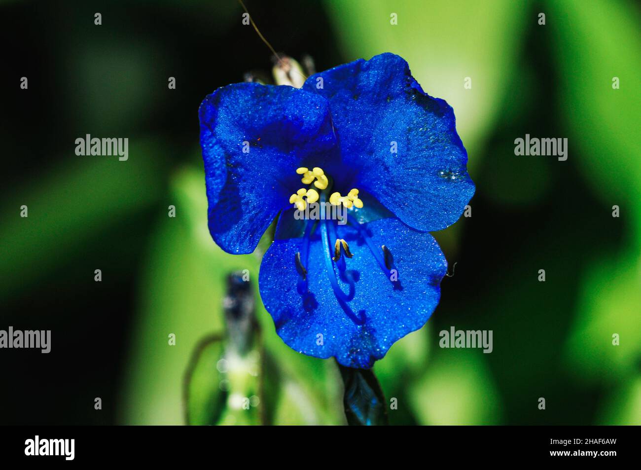A blue Commelina flower in a garden Stock Photo - Alamy