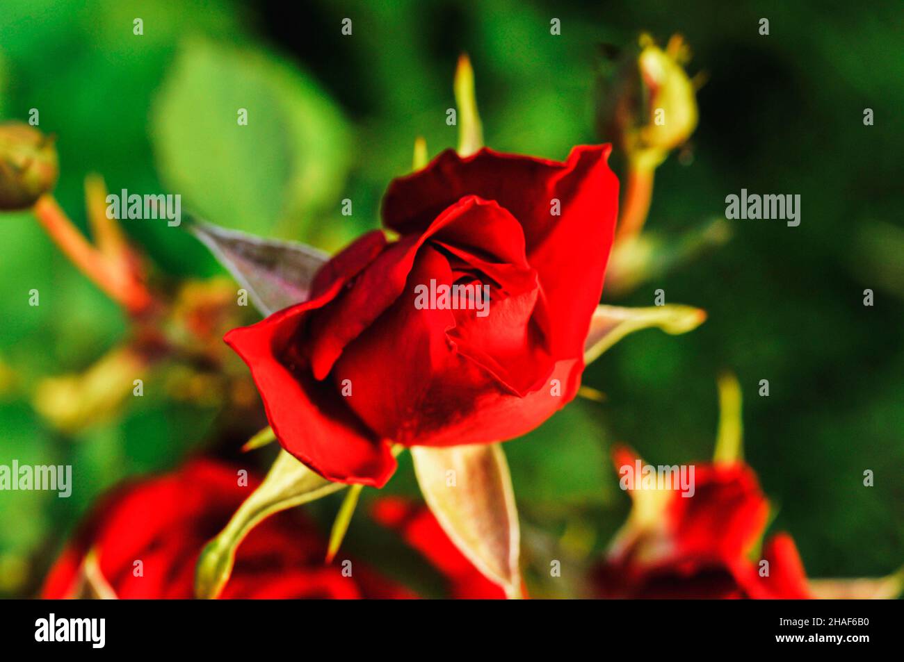 The red rose flowers blossomed in a garden Stock Photo - Alamy
