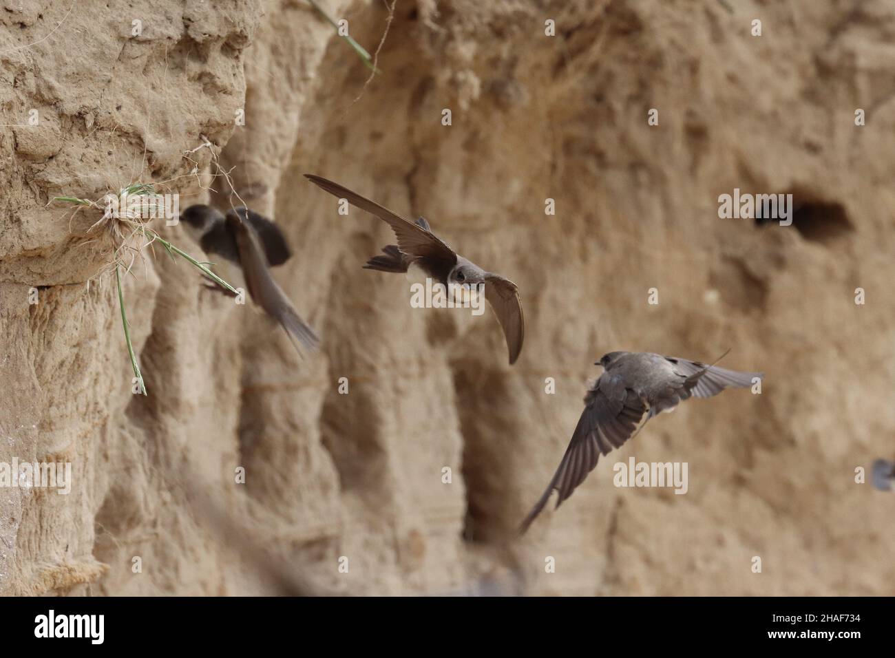 Three martin birds flying in the background of huge rocks Stock Photo ...