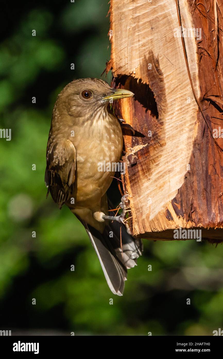 Rare thrush hi-res stock photography and images - Alamy