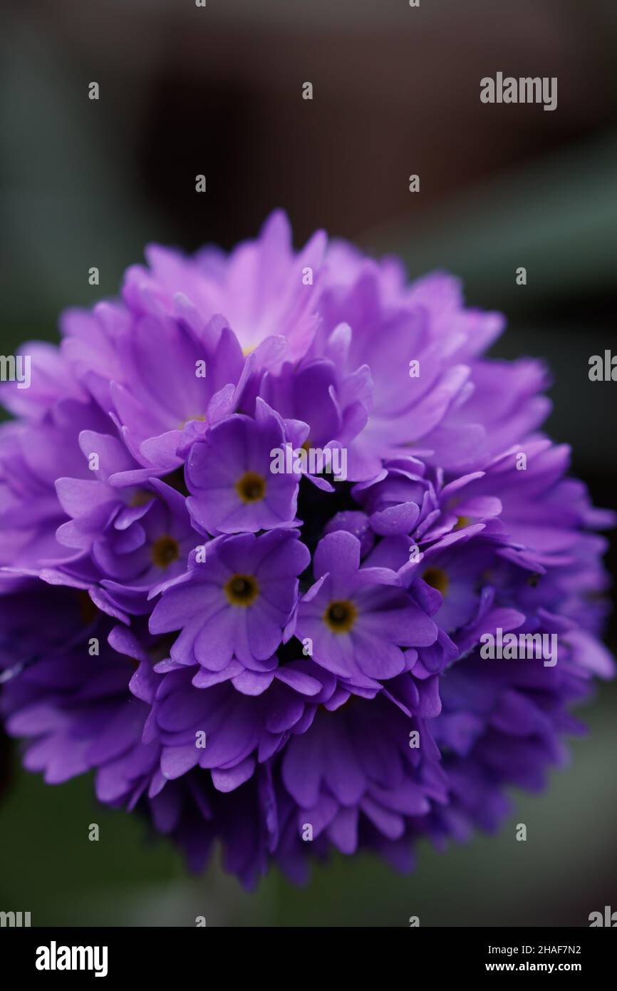 The purple primula denticulata flower in a garden Stock Photo - Alamy