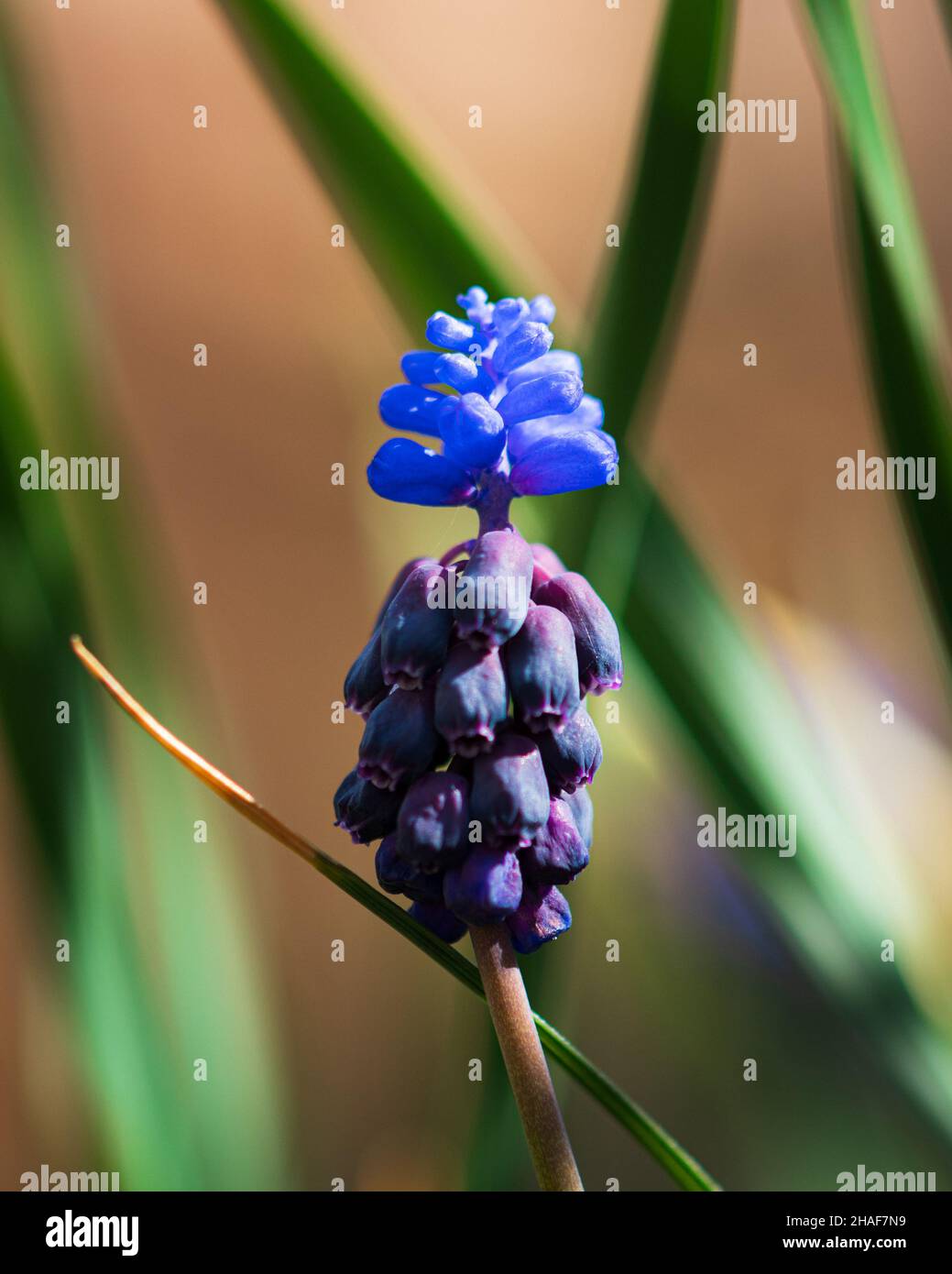 A vertical shot of a Grape Hyacinth Stock Photo - Alamy