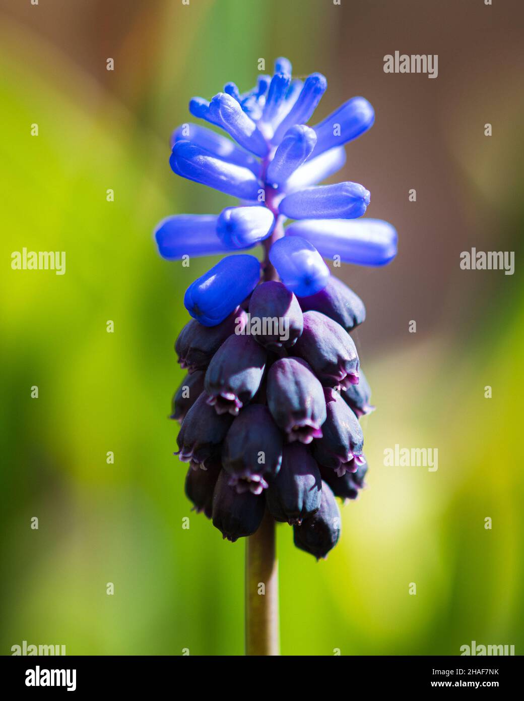A vertical shot of a Grape Hyacinth Stock Photo - Alamy