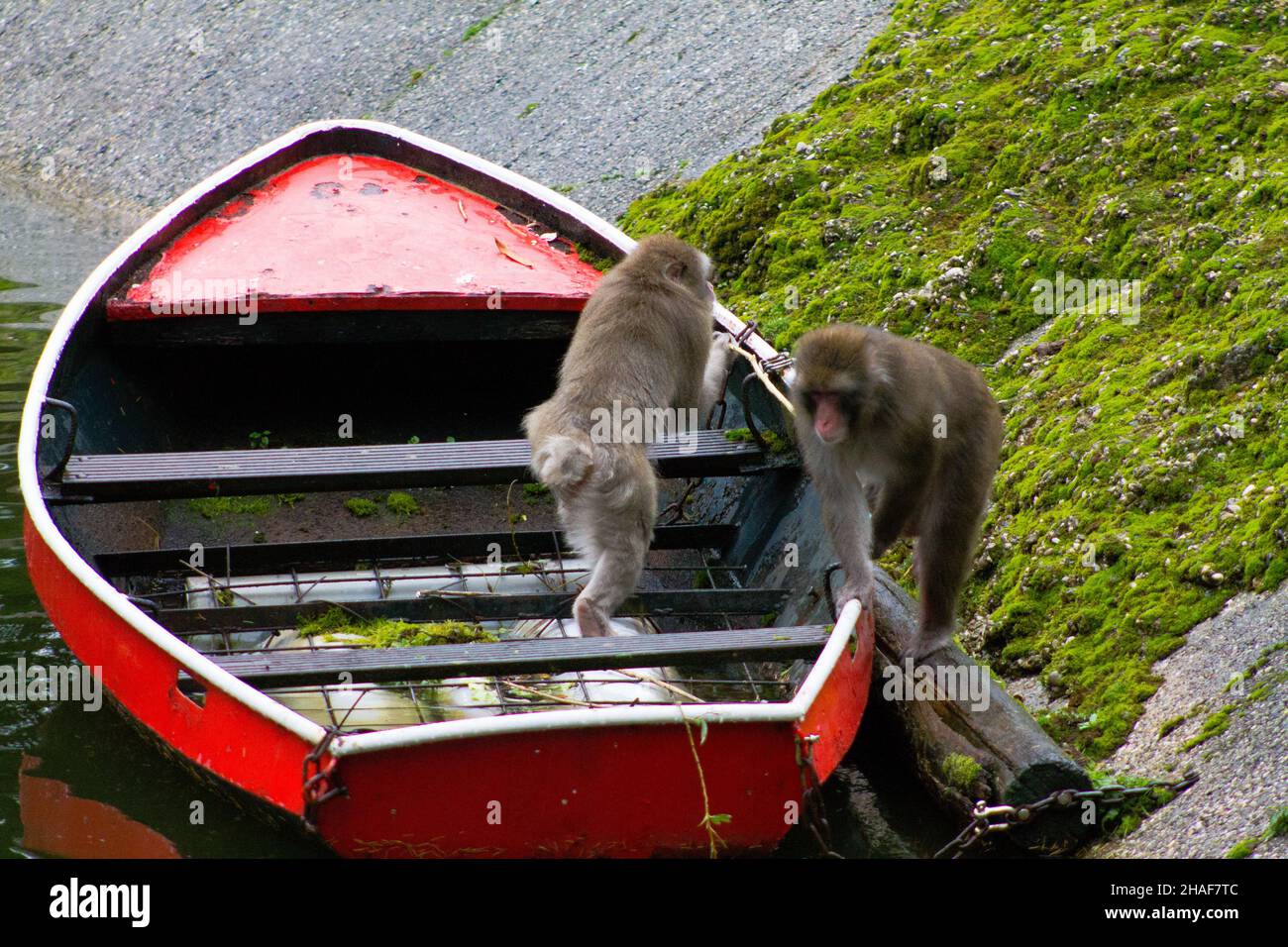 Two monkeys playing in a little boat in the channel in Dierenpark ...