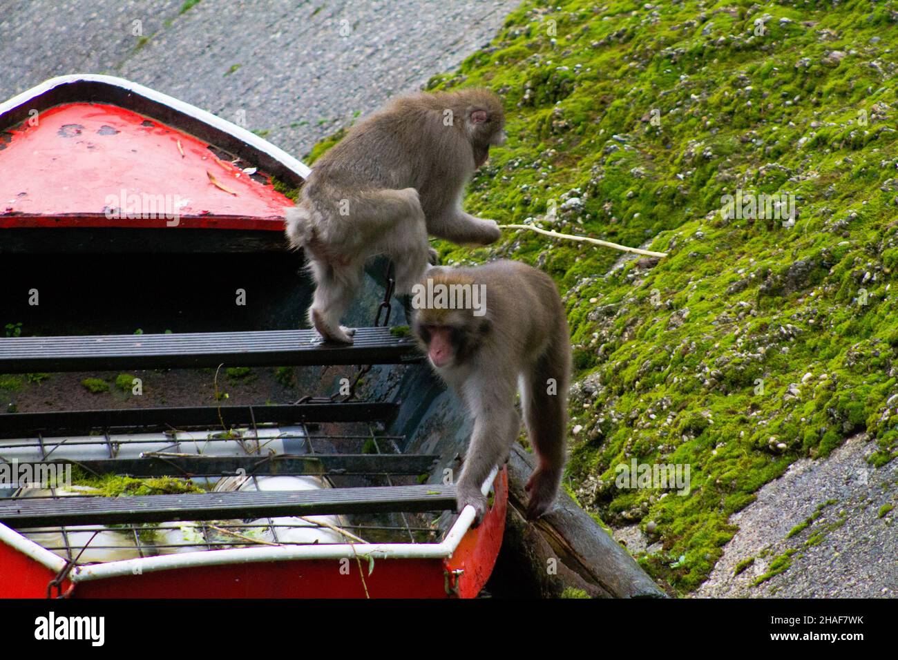 Two monkeys playing in a little boat in the channel in Dierenpark ...