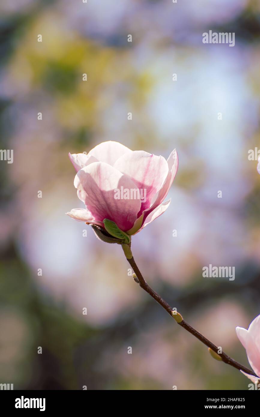Magnolia spring flowers Stock Photo - Alamy