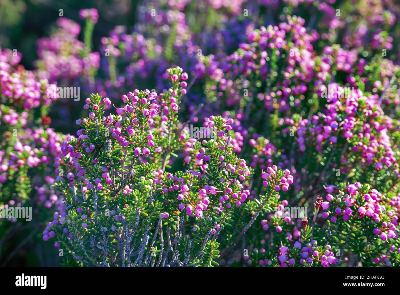 Blooming heather flowers Stock Photo - Alamy