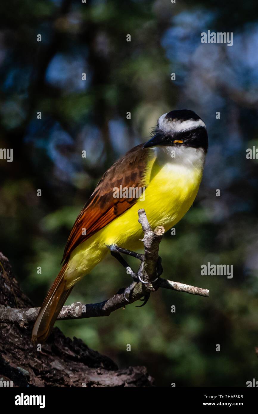 Great Kiskadee in South Texas Stock Photo - Alamy