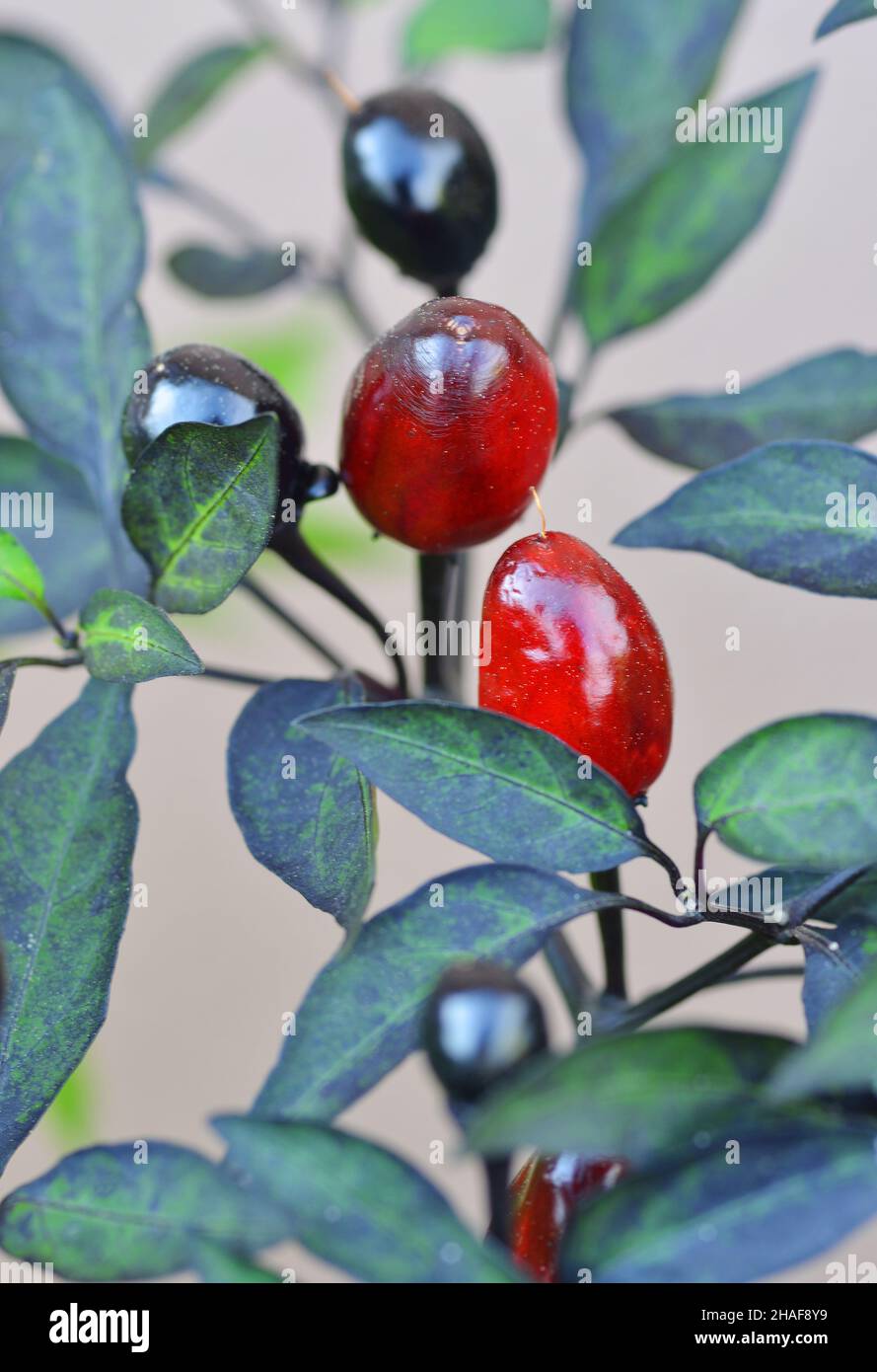 Chilli fruits red and dark growing on a plant, close up vertical Stock ...