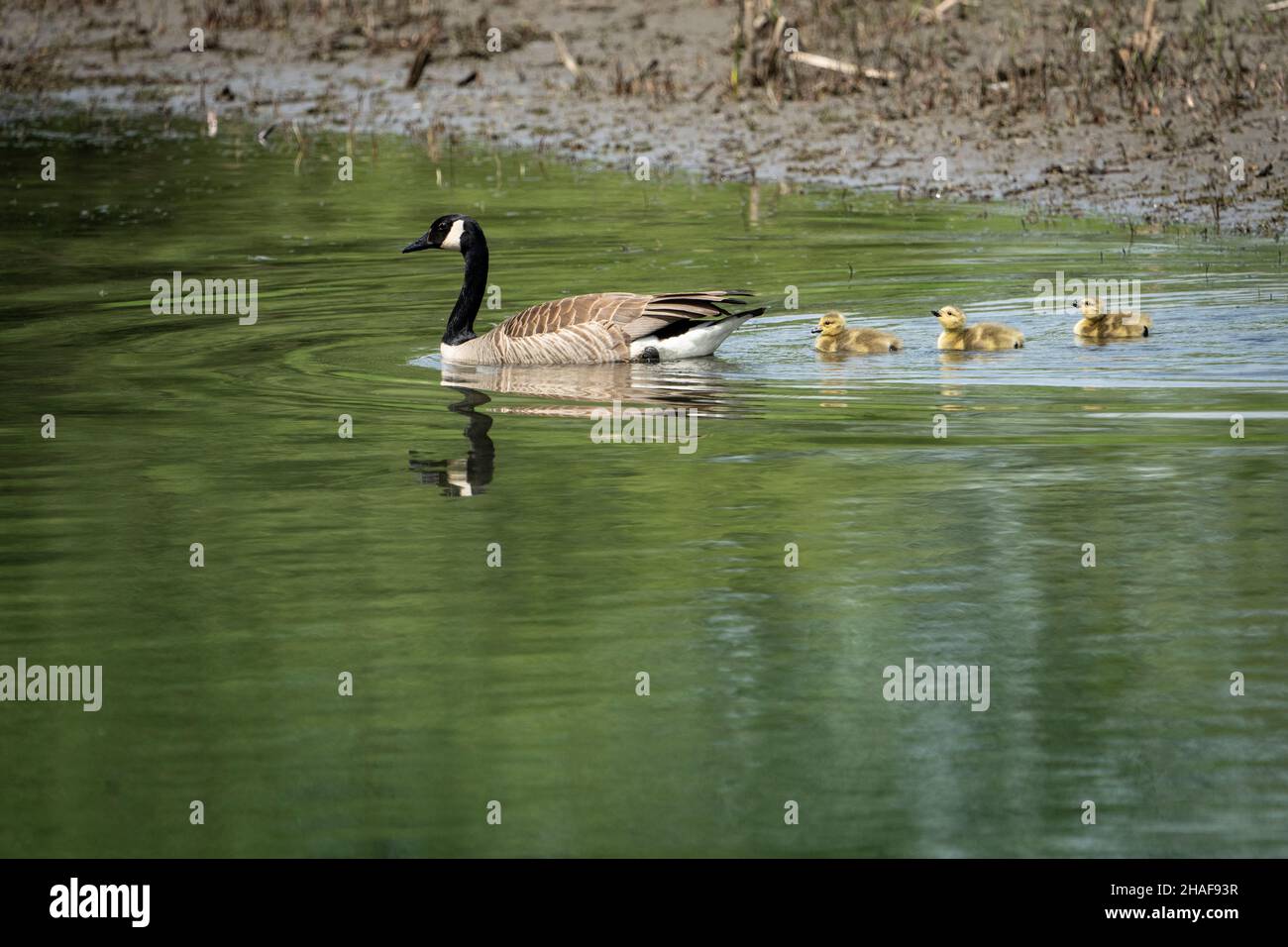 Canada goose family swimming together in the St. Lawrence River Stock ...