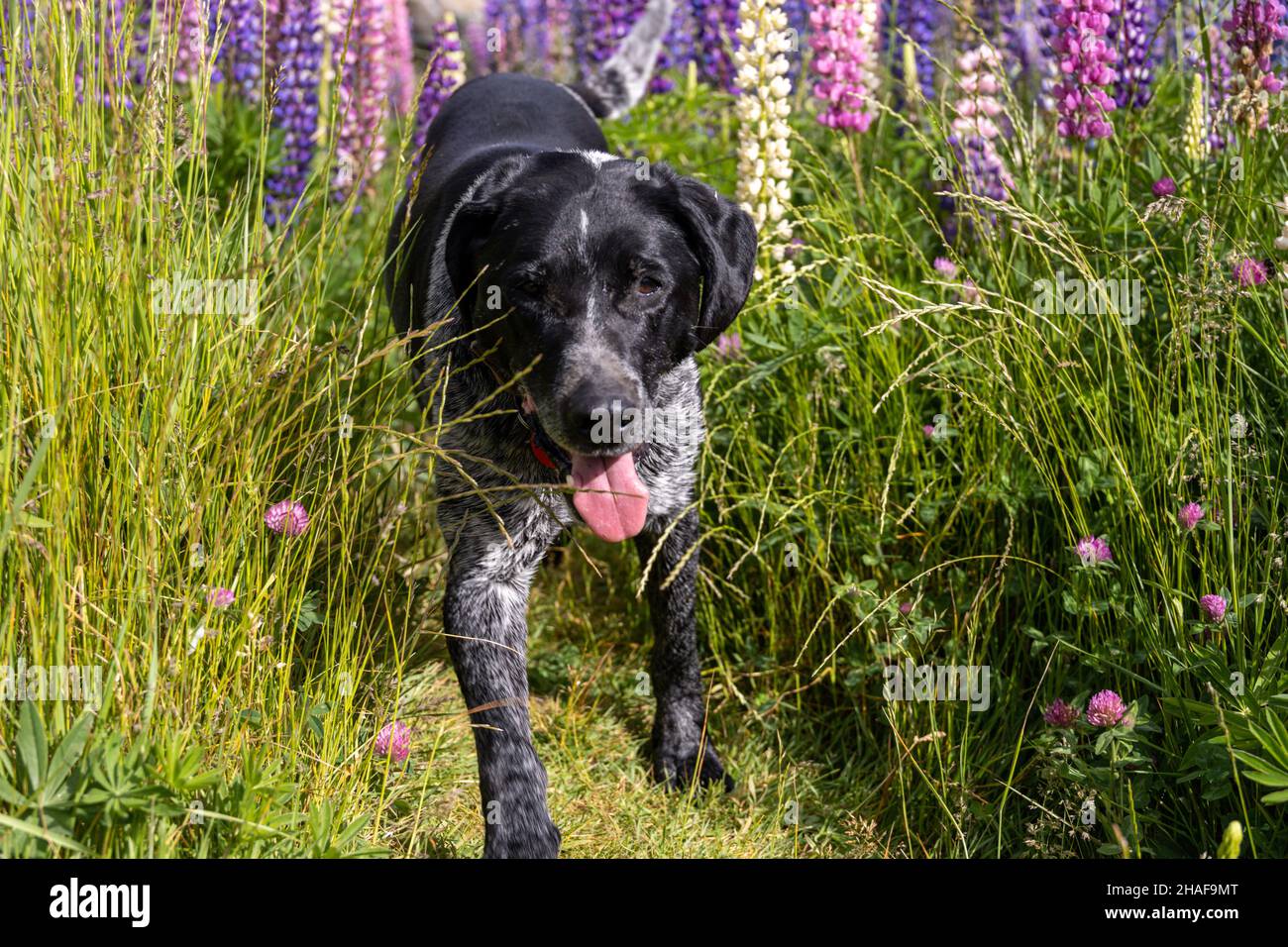 Kiwi dog hi-res stock photography and images - Alamy