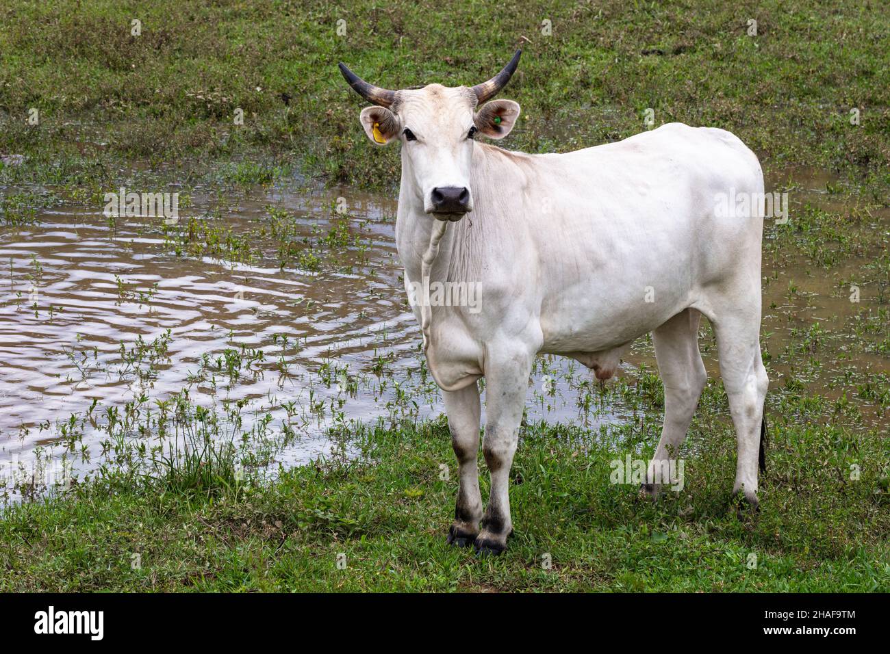 A view of the white ox in the field Stock Photo - Alamy