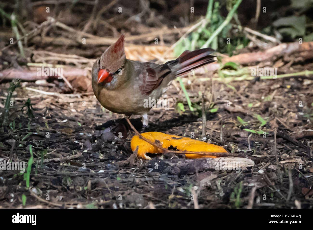 Female Northern Cardinal feeding on the ground Stock Photo - Alamy