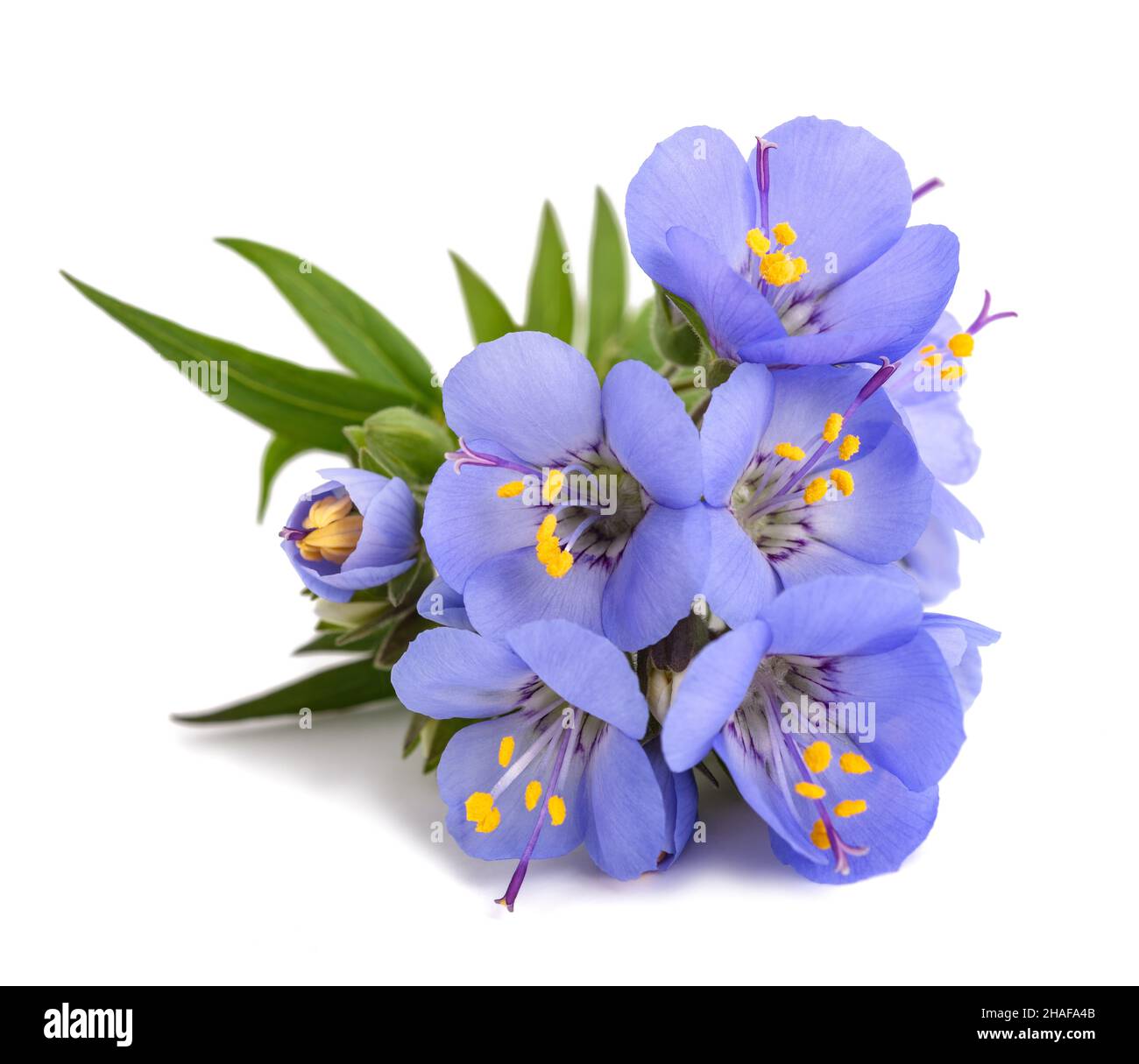 Polemonium caeruleum hi-res stock photography and images - Alamy