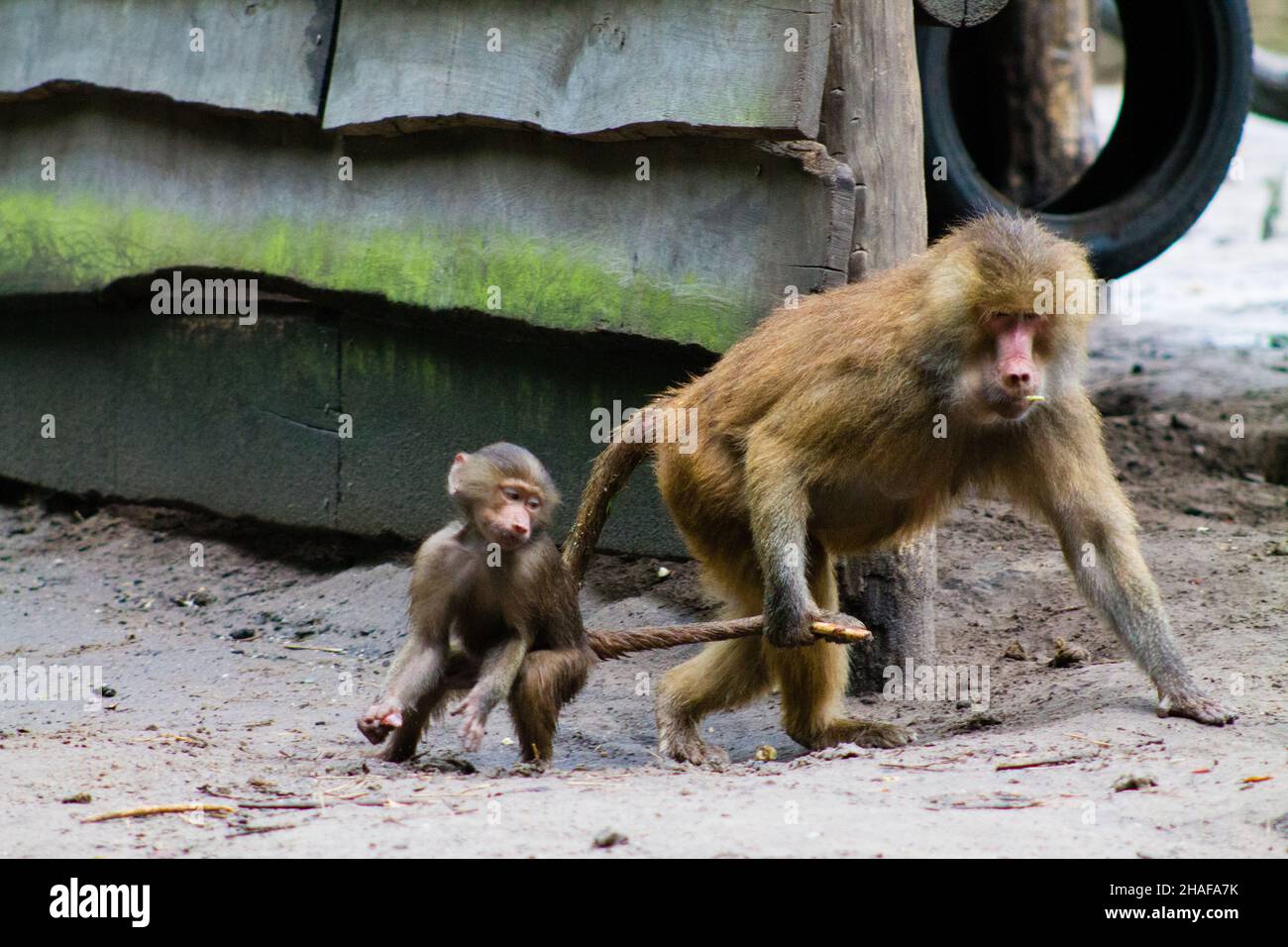 A closeup of mother Hamadryas baboon monkey pulling from her baby's ...