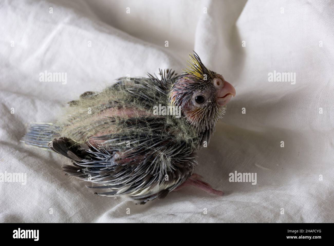 Cute cockatiel gray baby parrot and his first feathers grow. Young bird ...