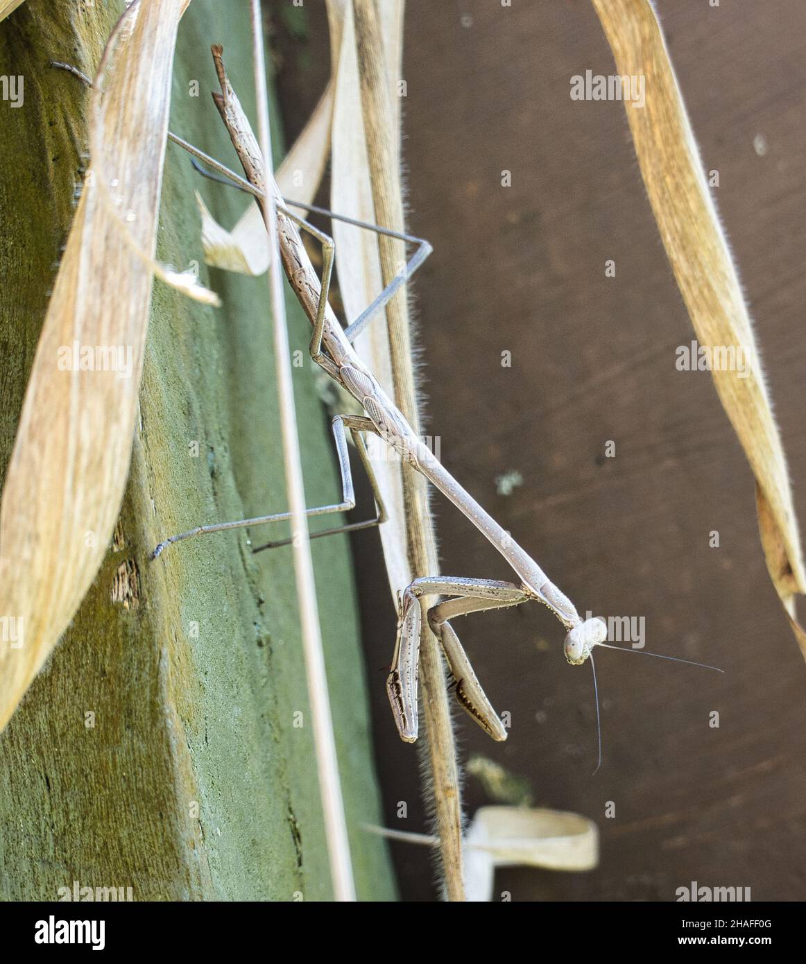 Australian stick mantis hi-res stock photography and images - Alamy